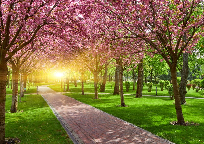 Park with Alley of Blossoming Red Apple Trees Stock Photo - Image of ...