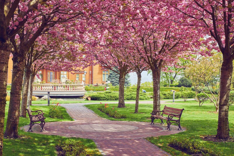 Park with Alley of Blossoming Red Apple Trees Stock Photo - Image of ...