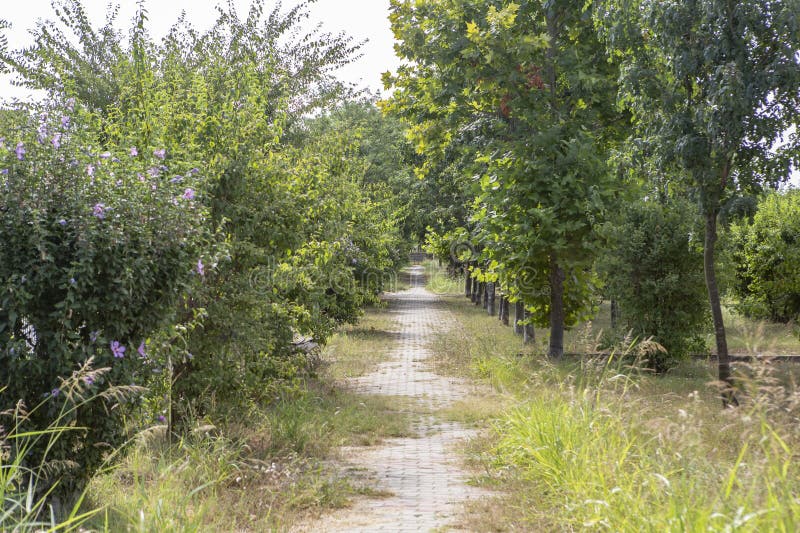 Park Alley with Over Growing Plants and Grass, in the Summer Sun, Empty ...