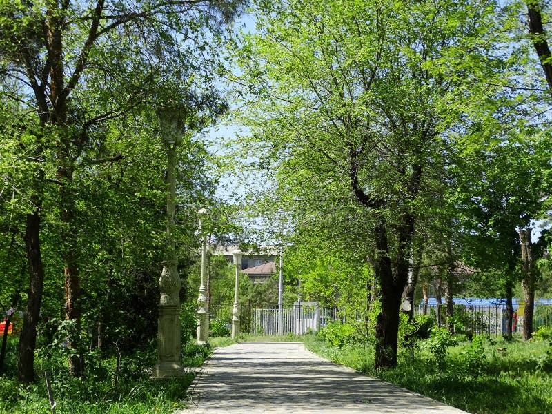 Park alley stock photo. Image of garden, tree, asphalt - 108618448
