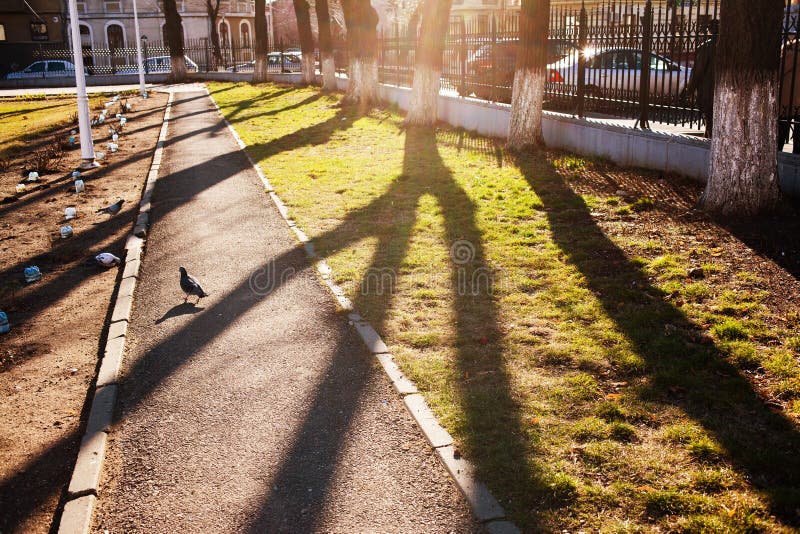Park alley stock photo. Image of summer, walk, alley - 31884106