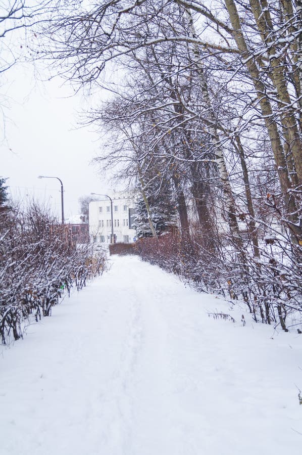 Alley tree park winter stock image. Image of road, park - 80710969