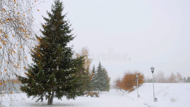 Park Alley Tree Way Winter during Deep Snowfall Stock Image - Image of ...