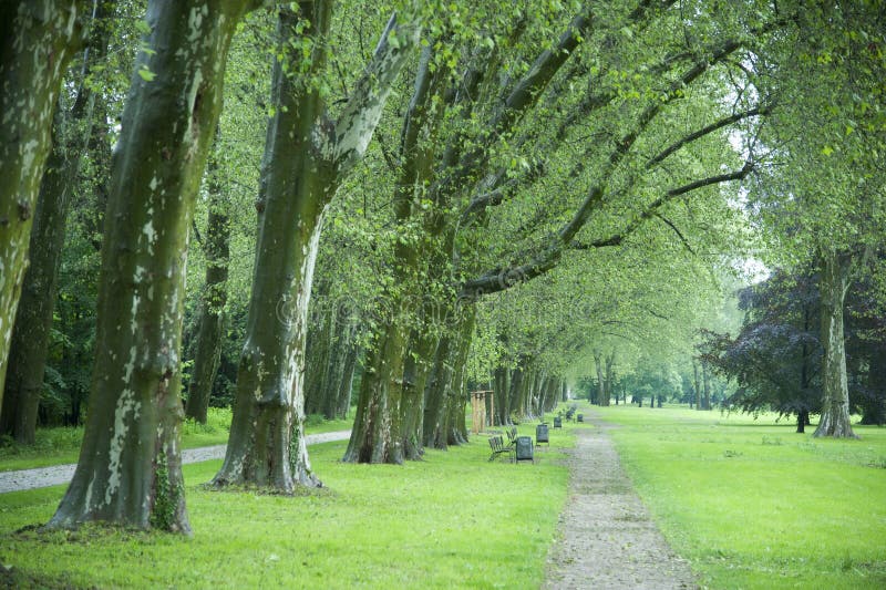 Footpat between Trees in Green Forest Stock Photo - Image of green ...