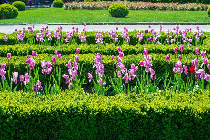 Park Area with Trimmed Bushes and Tulip Beds Stock Photo - Image of ...