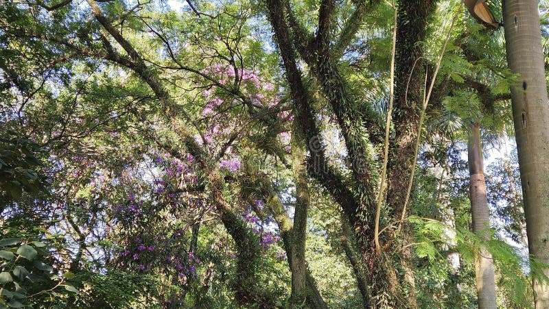 Park with Atlantic Forest Native Texture Background Blue Sky Flowers ...