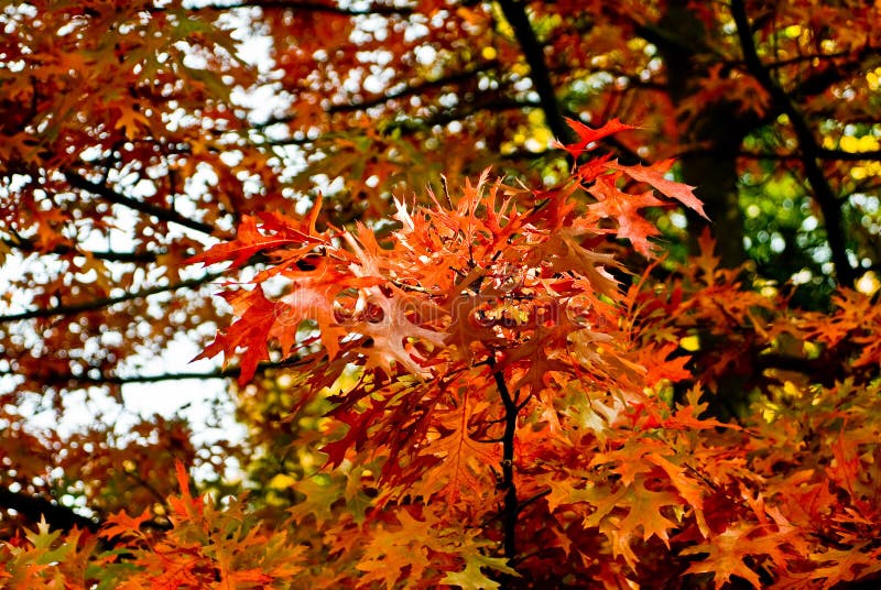 Park in autumn stock image. Image of summer, foliage - 15492665