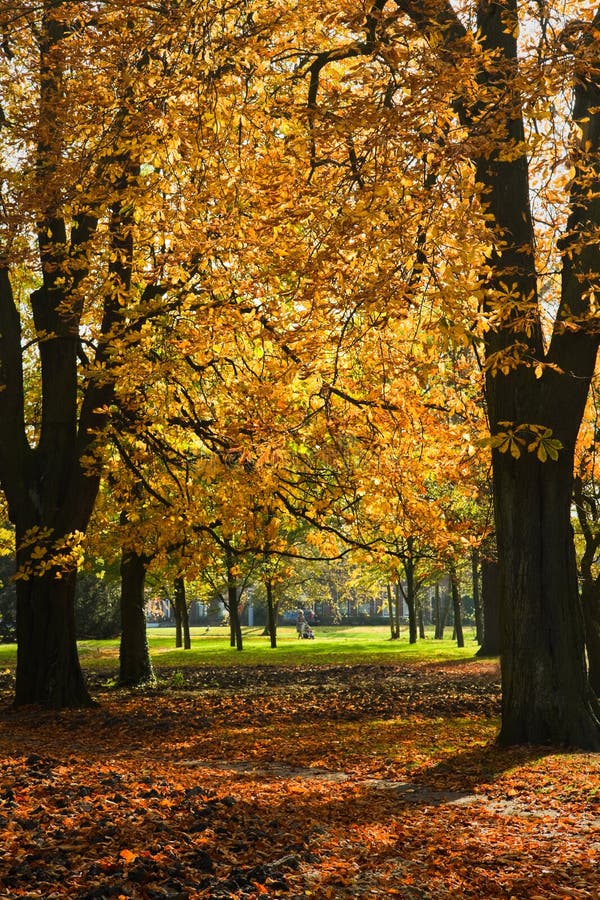 Park in Autumn with Chestnut Trees Stock Photo - Image of yellow, fall ...