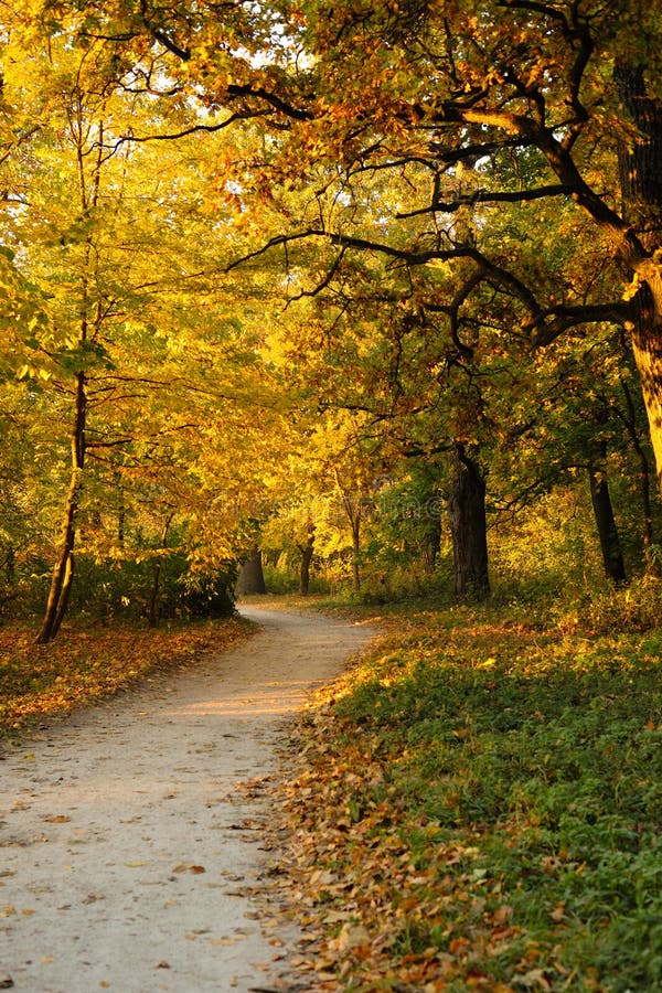 Park in the Autumn Morning with a Footpath and Yellow Trees Stock Image ...