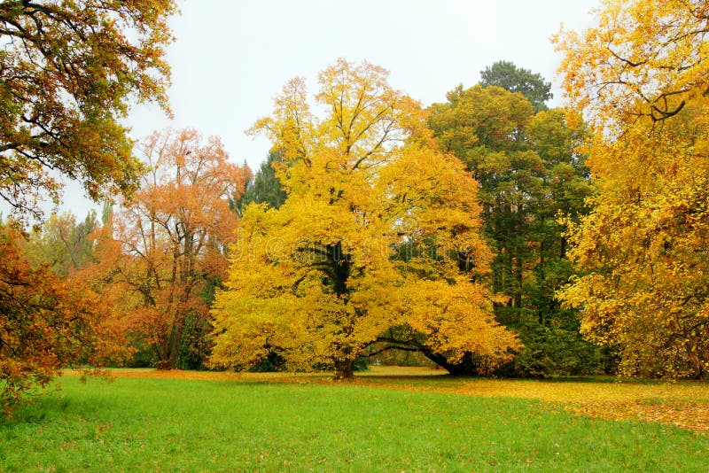 Row of English Oak Trees in Autumn Colors Stock Photo - Image of autumn ...