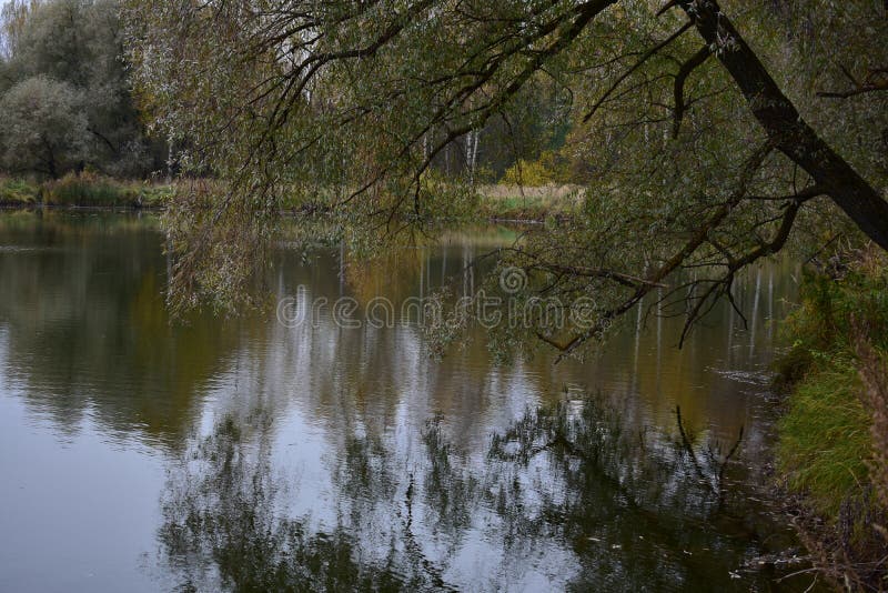 Park on the Banks of the River. Thick Branches of Trees Bent Over the ...