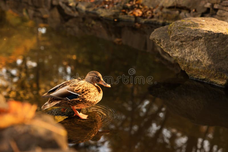 Park with Beautiful Duck in Pond, Space for Text Stock Photo - Image of ...