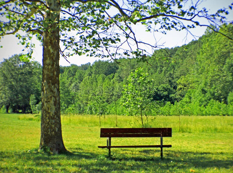 Comfortable Swing Bench between Two Trees Stock Image - Image of nature ...