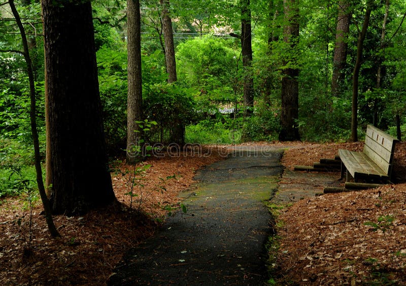 Park Bench Along Trail through the Woods Stock Photo - Image of walking ...