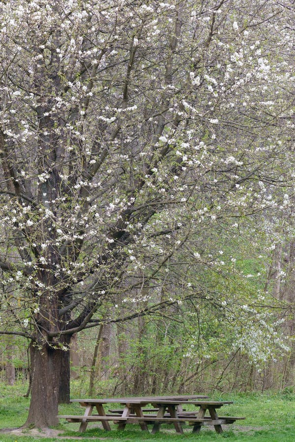 Park Bench Below Beautifully White Blooming Cherry Tree Stock Photo ...