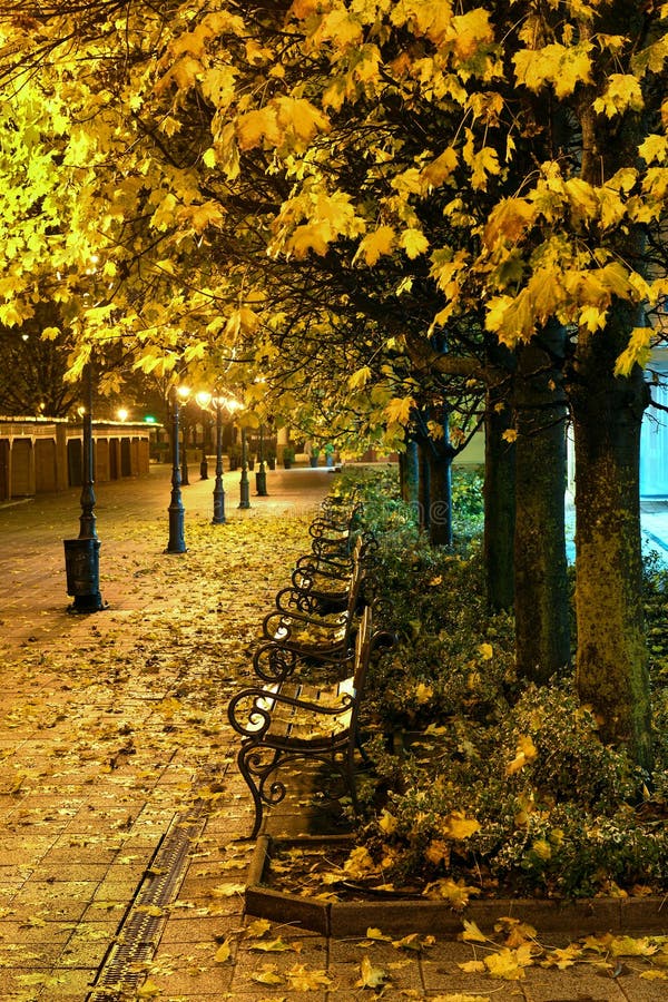 Park Bench on the City Street Night Time Stock Photo - Image of leaf ...