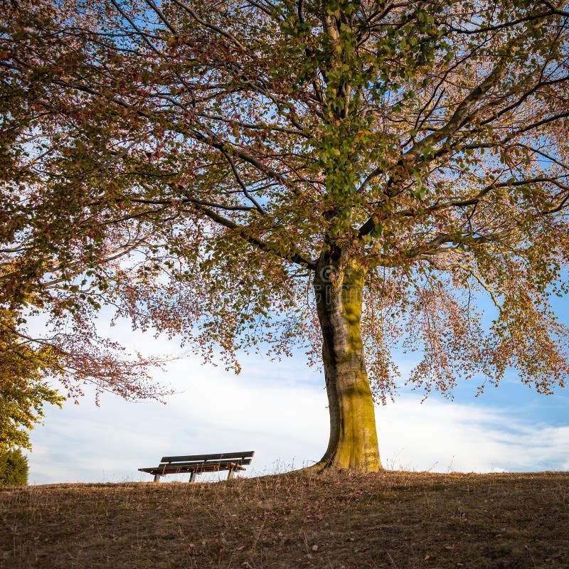 A park bench in the fall stock photo. Image of season - 212102412