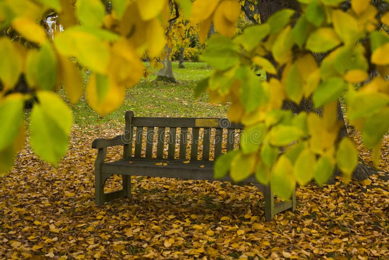 Park Benches with Fall Leaves Stock Image - Image of outdoor, afternoon ...
