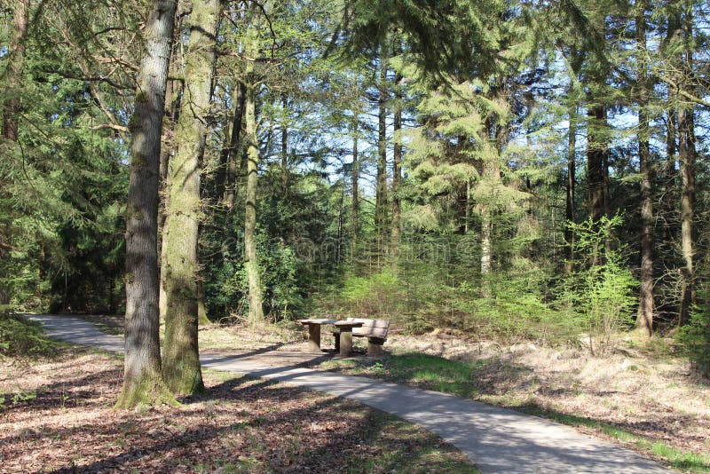 Park Bench in a Forest stock photo. Image of green, foliage - 114916152