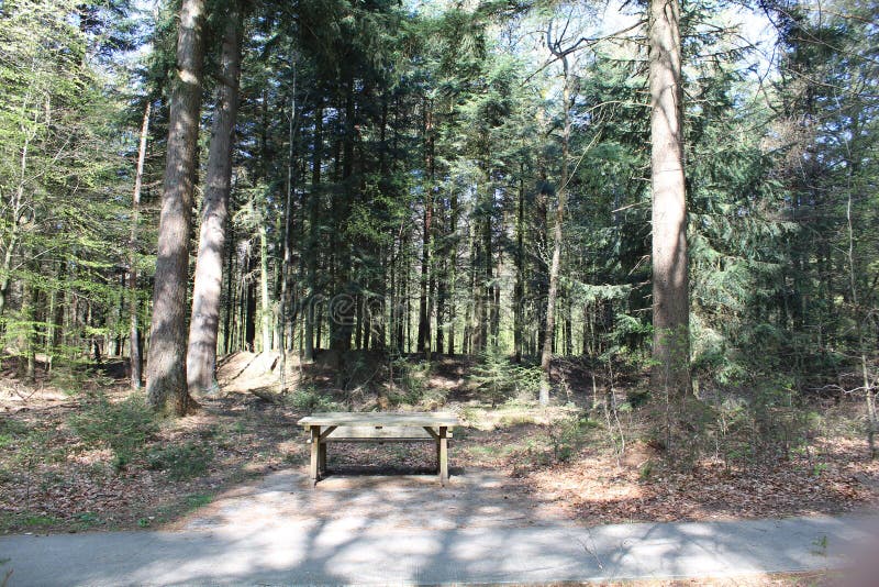 Park Bench in a Forest stock image. Image of forest - 114916709