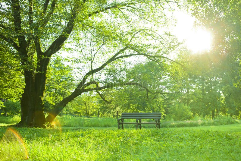 Park bench stock photo. Image of flower, blue, grass - 263998934