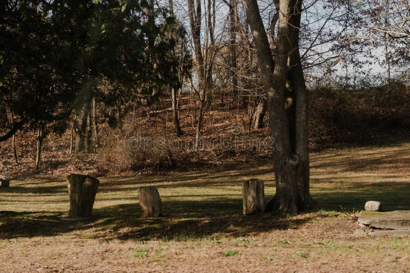 A Park Bench Next To a Tree in a Forest Area Stock Image - Image of ...