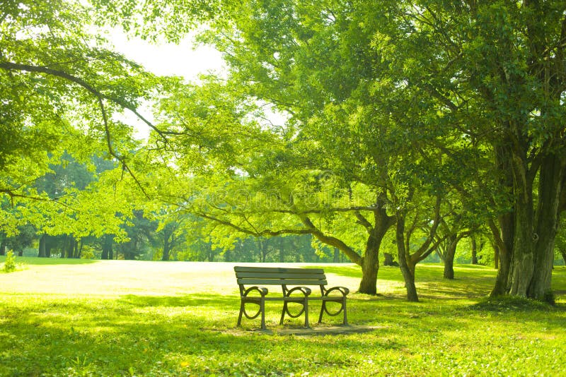 Park bench stock photo. Image of green, grass, energy - 263996778