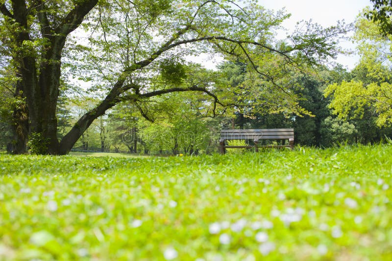Park bench stock image. Image of large, woodland, sunlight - 264152509