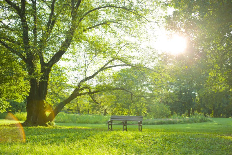 Park bench stock photo. Image of plant, blue, garden - 264153106