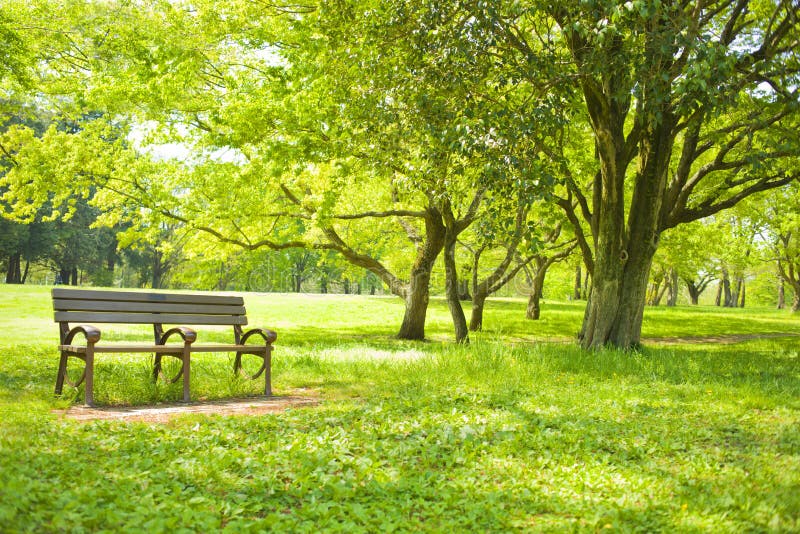 Park bench stock image. Image of shade, morning, lawn - 264401155