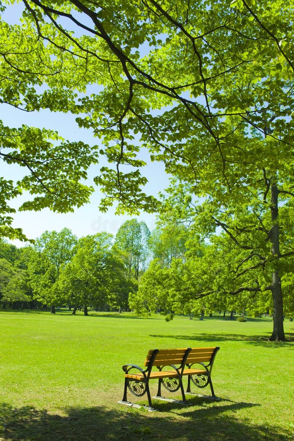 Park bench stock image. Image of grass, meadow, nature - 264471441