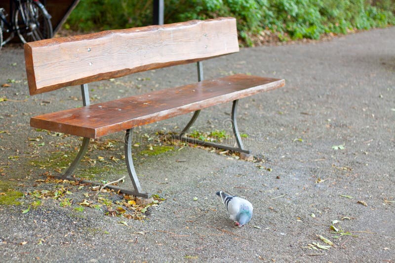 Park bench stock photo. Image of relax, pigeon, single - 45763446