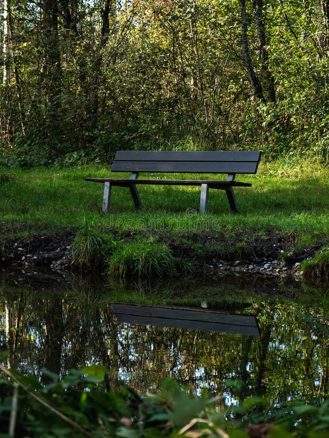 A Park Bench is Reflected in the Water of a Pond in the Forest. Stock ...