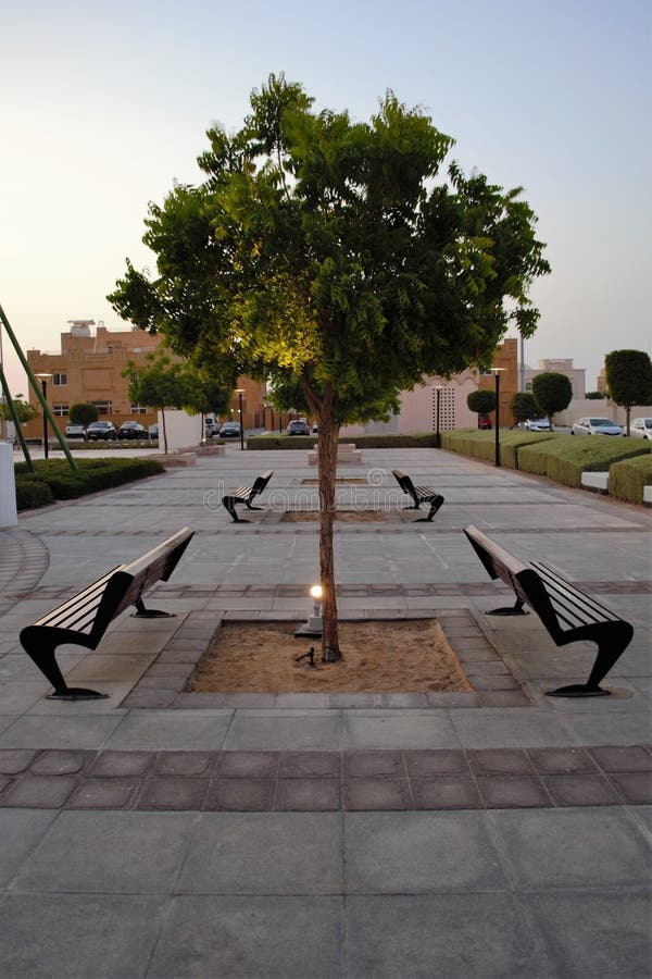 Park Bench Rows, Spot Light on Trees, Perspective View Stock Photo ...