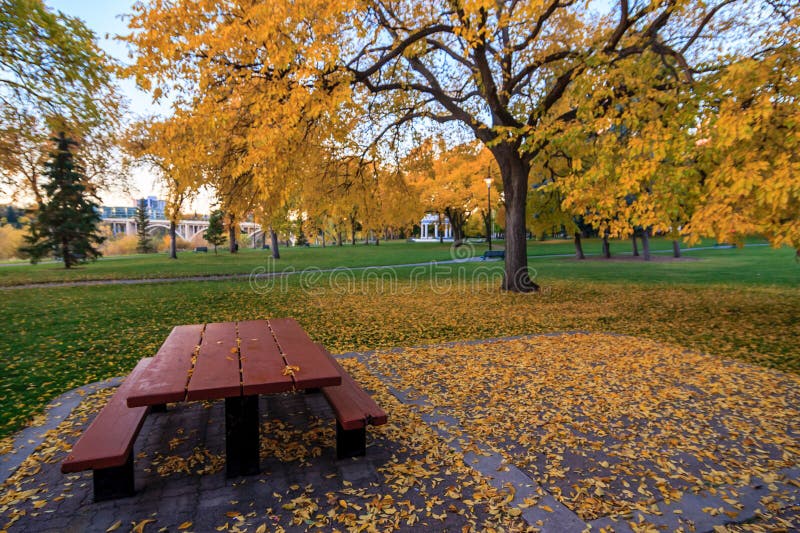 A Park Bench Sits in a Park with a Large Tree Behind it Stock Photo ...