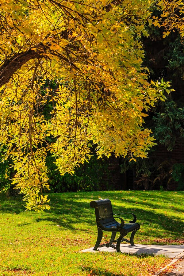 A Park Bench Sits in the Shade of a Tree Stock Photo - Image of scenic ...