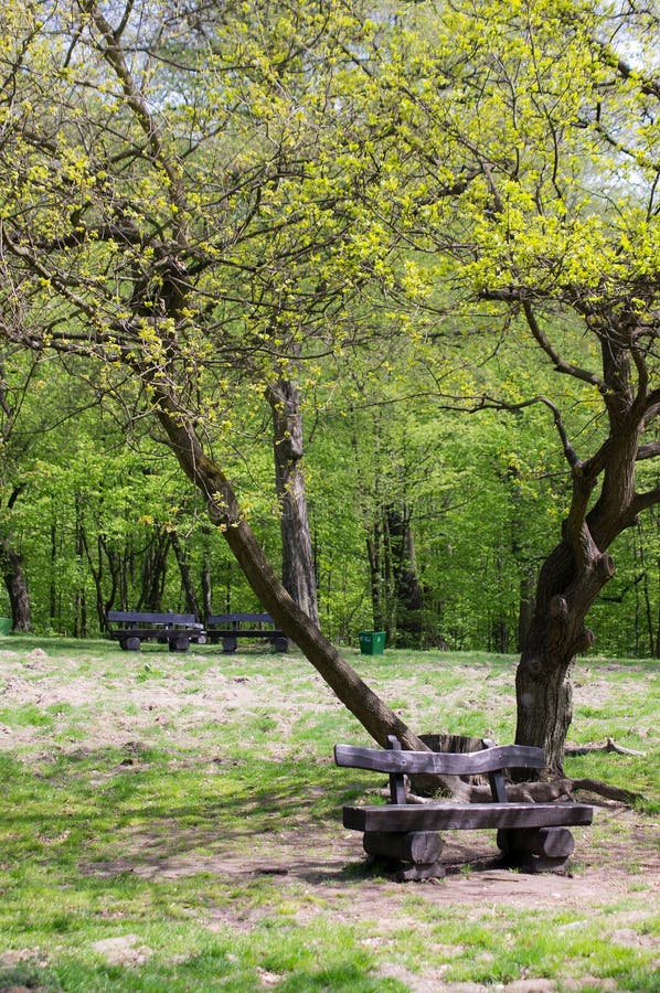 Park bench in the spring stock photo. Image of nature - 179565290