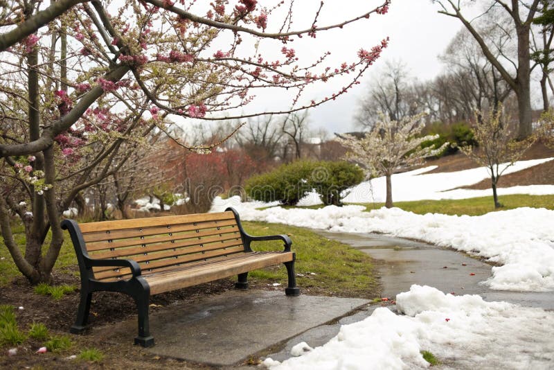 Park Bench in Spring Park with Snow in the Background Stock ...