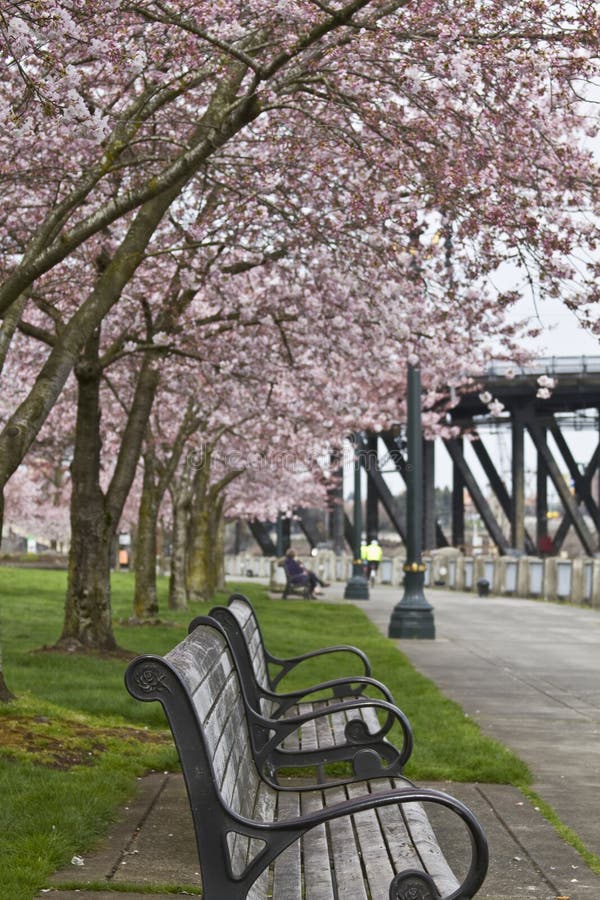 Park Bench by Lake in Autumn Stock Photo - Image of country, forest ...
