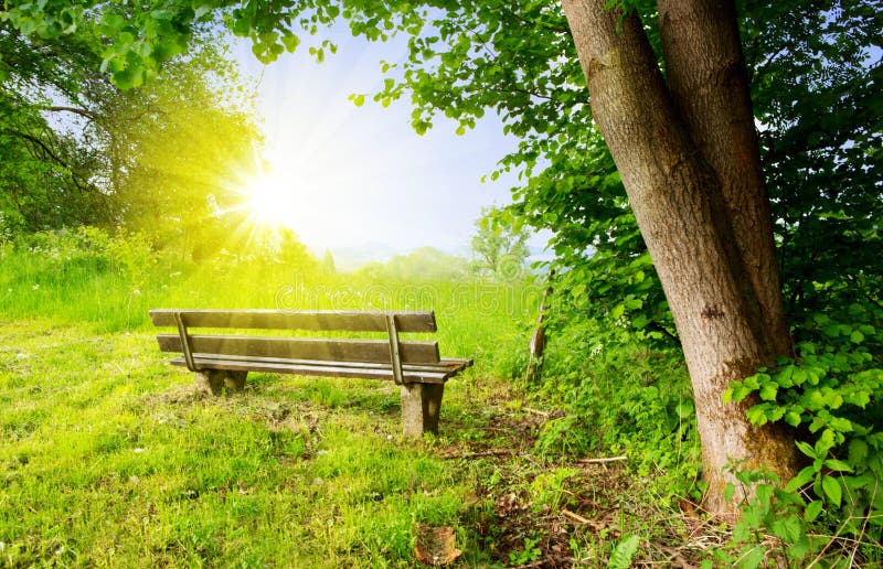 Park Bench in Summer Sunset. Stock Image - Image of scenic, light: 69334787