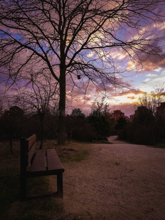 Park Bench Sunset Tree Winter Way Stock Image - Image of park, tree ...