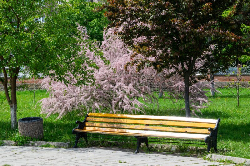 Park Bench with Trees Blooming with Pink Flowers Stock Image - Image of color, colorful: 279298659