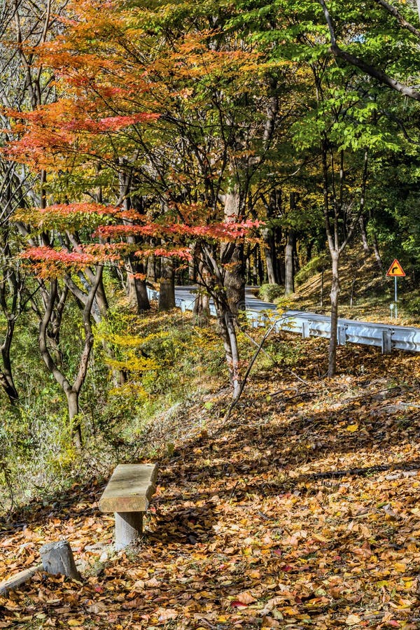 Park Bench with Trees in Fall Colors in Background Stock Image - Image ...