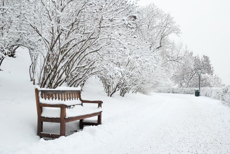 Park Bench and Trees in Winter Stock Photo - Image of environment ...