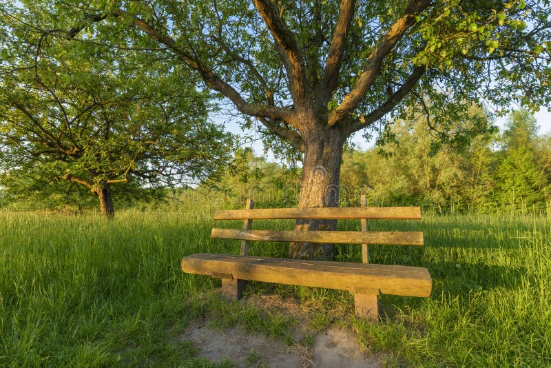 Under an old apple-tree stock image. Image of ecology - 37886337