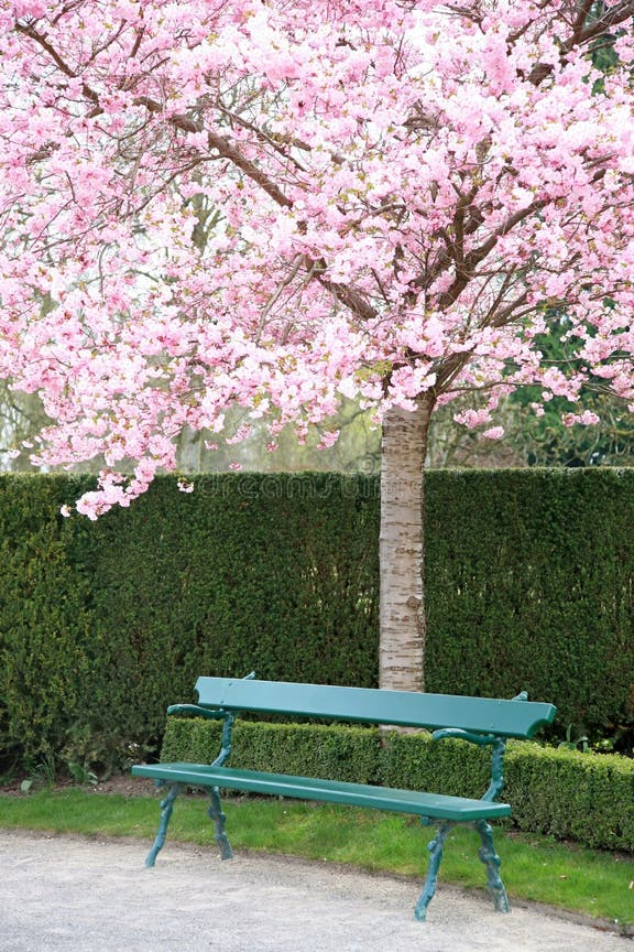 Park Bench Under a Blooming Cherry Tree Stock Image - Image of bush ...