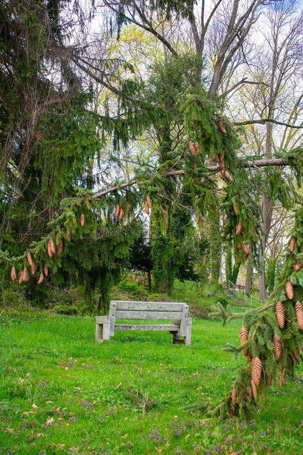 A Park Bench Under a Fallen Pine Tree Stock Photo - Image of vivid ...