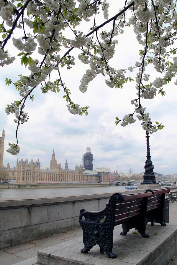Bench With Pink Flowering Trees Stock Photo - Image of sunshine, pink ...