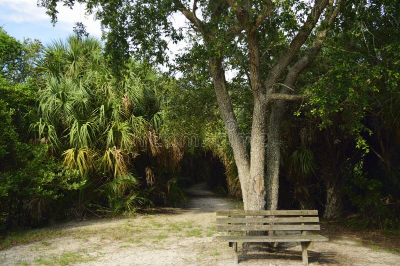 Park Bench Under a Shade Tree Stock Photo - Image of trail, trees: 77247874