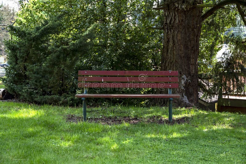Park Bench Under Tree on Sunny Day Stock Photo - Image of empty, leaf ...